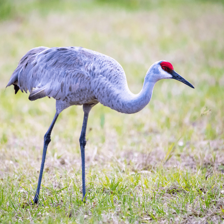 15 Ukrainian National Symbols: Vocabulary & Culture Lesson with Audio ...