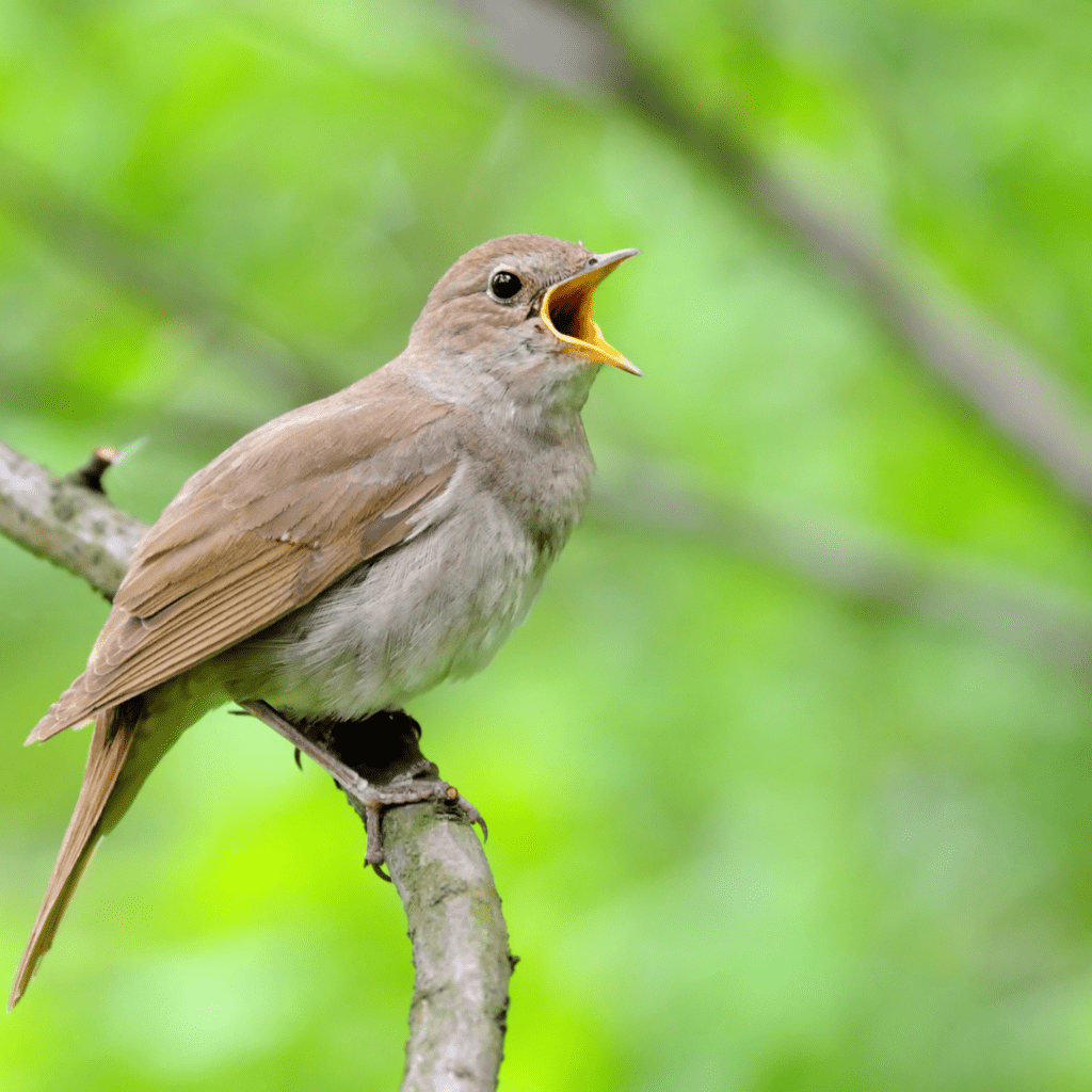 15 Ukrainian National Symbols: Vocabulary & Culture Lesson with Audio ...