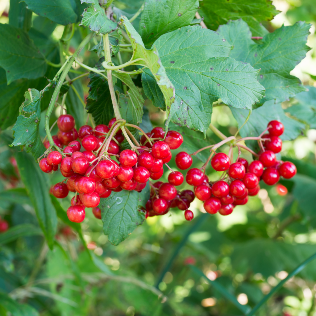 15 Ukrainian National Symbols: Vocabulary & Culture Lesson with Audio ...