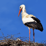 15 Ukrainian National Symbols: Vocabulary & Culture Lesson with Audio ...